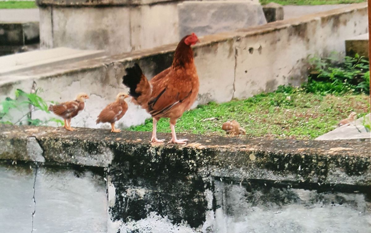 Their coop runneth over: The story behind Key West’s feral chickens ...
