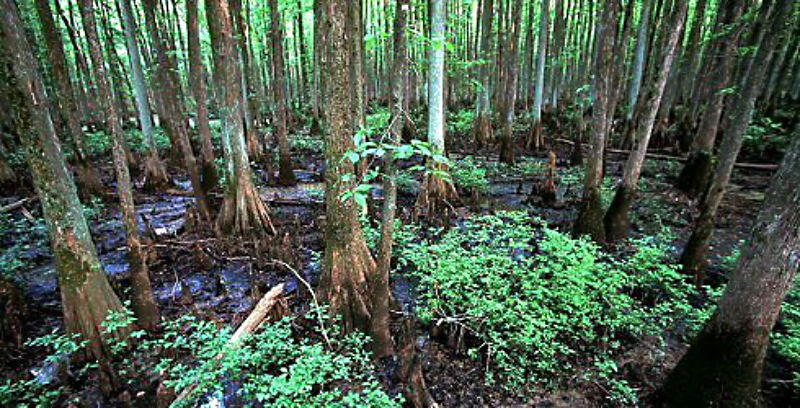 The Legend of Booger Swamp – KellyKazek.com