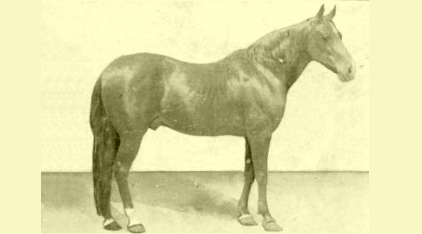 The story of Beautiful Jim Key, the horse that could read and do math ...